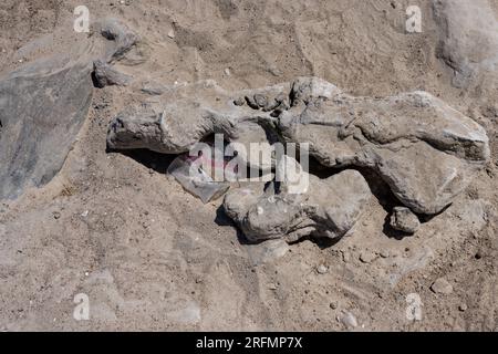 Dinosaur bone fossils being excavated in the Burpee Dinosaur Quarry in ...