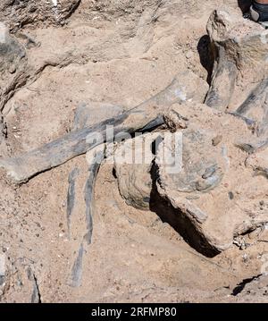 Dinosaur bone fossils being excavated in the Burpee Dinosaur Quarry in ...