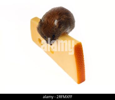 Mouse-like rodents as pests for humans. Mice and voles enter warehouses ...