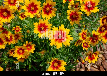 The Coreopsis 'UpTick Yellow and Red' on vibrant green leaves Stock ...