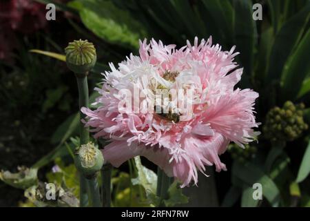 Insect gathering pollen from Lilac Pom Pom Poppies Stock Photo - Alamy