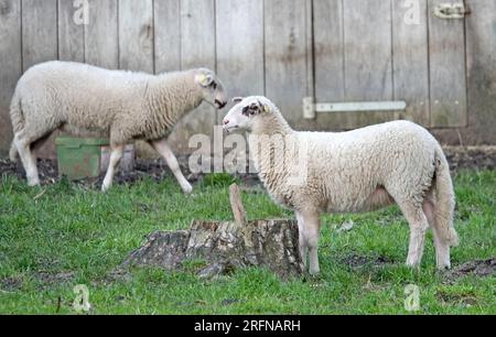 Two sheep passing each other. The breed is Landrace of Bentheim. A ...