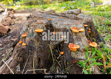 Pycnoporus sanguineus mushroom growing on dead wood - known in Brazil ...