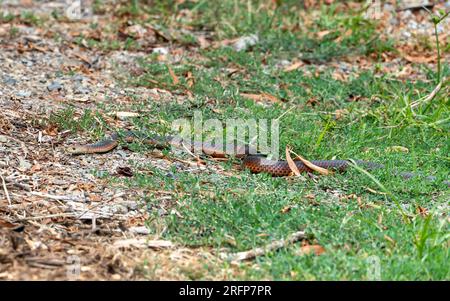 Lowland copperhead snake (Austrelaps superbus) Tasmania, Australia ...