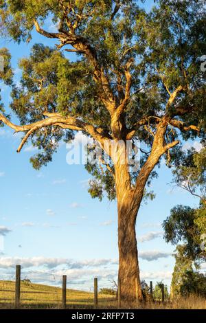 Beautiful eucalyptus tree with twisting bark illuminated by the morning ...