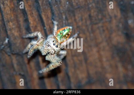 Emerald Jumping Spider (Paraphidippus aurantius Stock Photo - Alamy