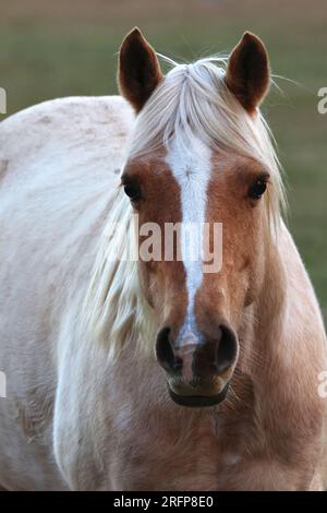 Natures beauty. Equestrian, a tan horse in a field Stock Photo - Alamy