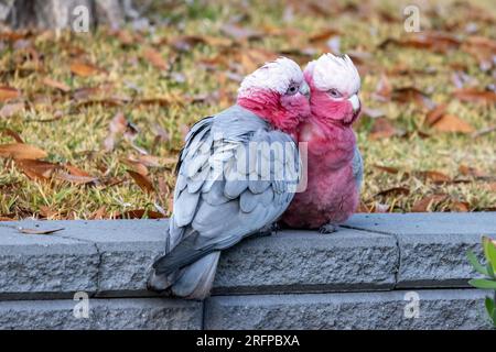 Pink and Grey Galah pair preening each other Stock Photo - Alamy