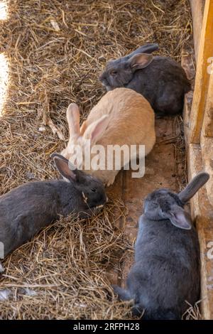 Different fluffy rabbits in the paddock lie resting and eating from ...