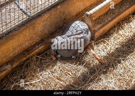 Different fluffy rabbits in the paddock lie resting and eating from ...