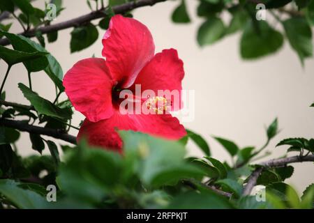 Electric Crimson colored Chinese hibiscus (Hibiscus rosa-sinensis ...