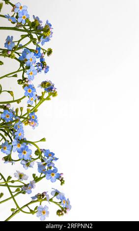 A close up bunch of forget me nots Stock Photo - Alamy