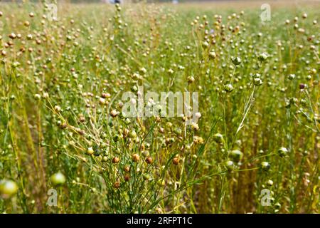 green flax ready for harvesting, agricultural field where flax is grown ...