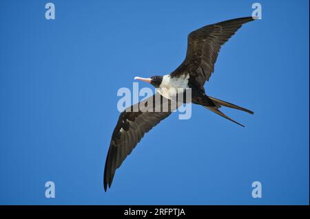 A lesser frigatebird - Fregata ariel soars through the clear blue skies ...
