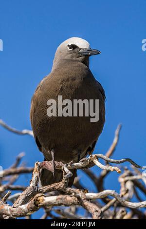 A Brown Noddy - Anous stolidu precariously balancing on a small branch ...