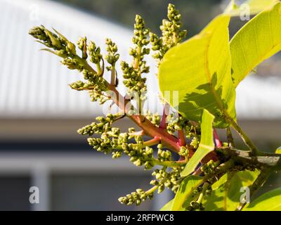 A pink stem or panicle of mango flowers blooming from buds Stock Photo ...
