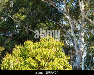 A pink stem or panicle of mango flowers blooming from buds Stock Photo ...