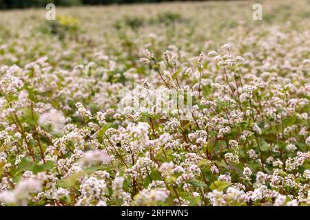 Agricultural field with blooming buckwheat in cloudy weather ...