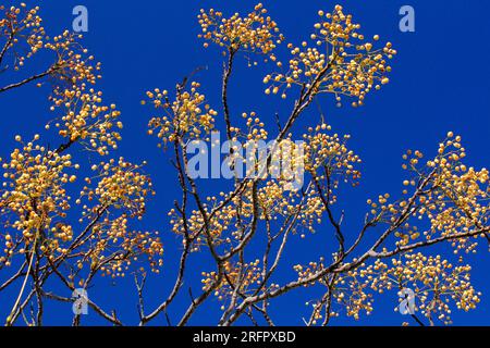Yellow syringa fruit with a blue- sky background Stock Photo - Alamy