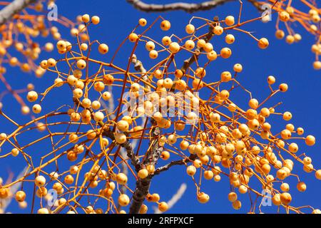 Yellow syringa fruit with a blue- sky background Stock Photo - Alamy
