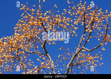 Yellow syringa fruit with a blue- sky background Stock Photo - Alamy