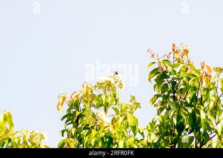 Aniseed Myrtle, Syzygium anisatum, ringwood and aniseed tree, with an ...