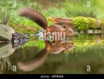 A unique shot of a rare Red squirrel ( Sciurus vulgaris) paddling in ...