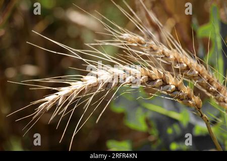 Spikelets of wheat growing on field at sunset. Young spikelets with ...