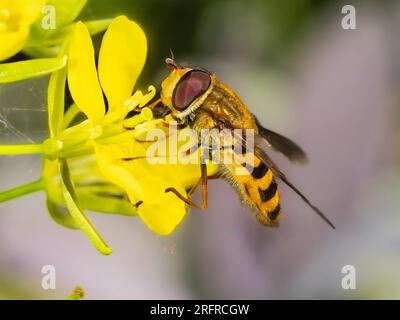 Hoverfly (Syrphus ribesii) male on Dandelion (Taraxacum officinale ...