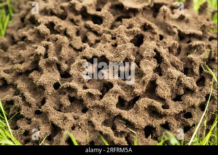 Above-ground ant nest with round shapes with structures of nature Stock ...