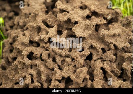 Above-ground ant nest with round shapes with structures of nature Stock ...