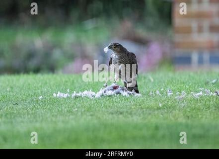 A female Sparrowhawk , with her catch of a pigeon . Enjoying the meal ...