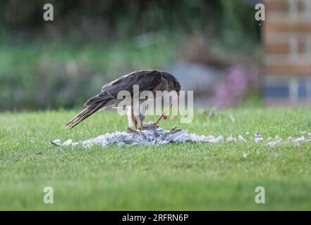 Blood and guts. A female Sparrowhawk , with her gory catch of a pigeon ...