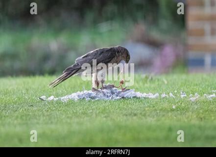 Blood and guts. A female Sparrowhawk , with her gory catch of a pigeon ...
