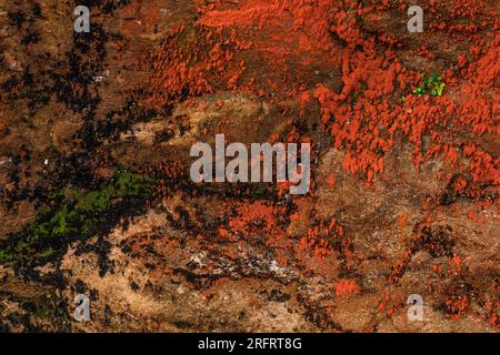 Colorful lichen on cliff face at Point Reyes National Seashore, Point ...