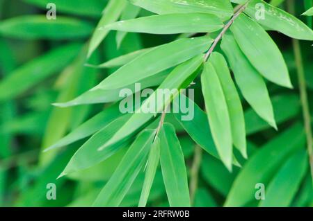 Bamboo, GRAMINEAE or POACEAE or Bambusa arundinacea Willd or Thorn ...
