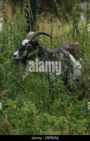 goat in tall grass near water in Pori, Finland Stock Photo - Alamy