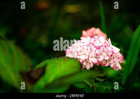 Wonderful hydrangea, white and pink colors, green background, Azores ...