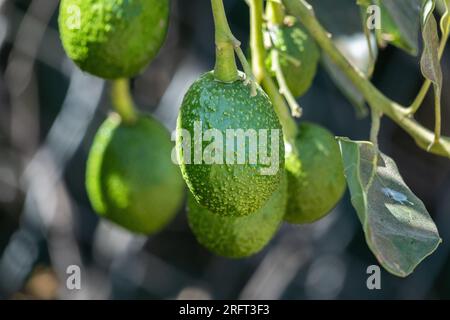 A Hass avocado growing at a commercial orchard in Tingambato, Michoacan ...