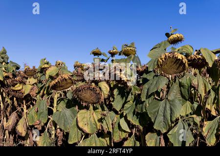 Sunflower field with faded flowers in late summer, autumn field with ...
