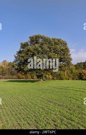 Changes in oak foliage in early autumn, changes in the color of the ...
