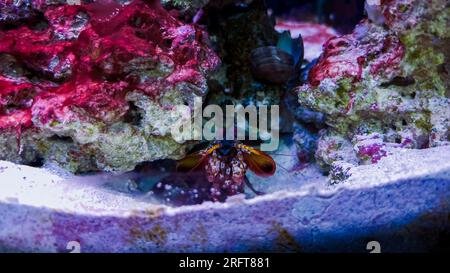 Diverse fish variety displayed in small local zoo Stock Photo - Alamy