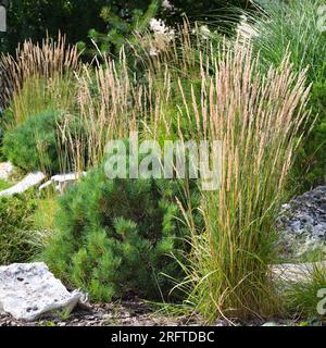 Young pines, reed grass and stones in the landscape design Stock Photo ...