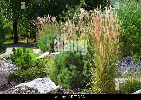 Young pines, reed grass and stones in the landscape design Stock Photo ...