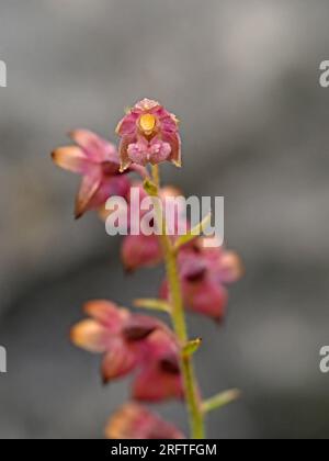 flowers on flowerspike of Dark Red Helleborine or royal helleborine ...