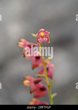 flowers on flowerspike of Dark Red Helleborine or royal helleborine ...