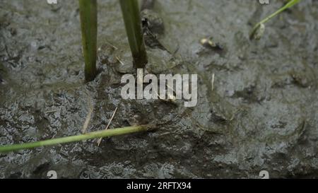 Rice root knot nematode (Meloidogyne graminocola) damage nodules on ...