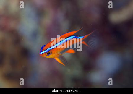 Juvenile Cross's Damsel, Neoglyphidodon crossi, Crinoid Corner dive ...