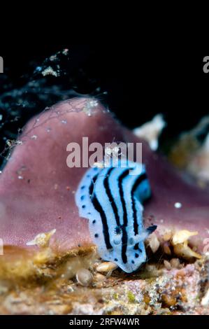 sea slug or nudibranch, Phyllidiopsis annae, Puerto Galera, Oriental ...
