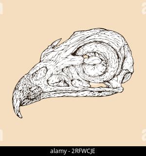 red tailed hawk skull head vector illustration Stock Vector Image & Art ...